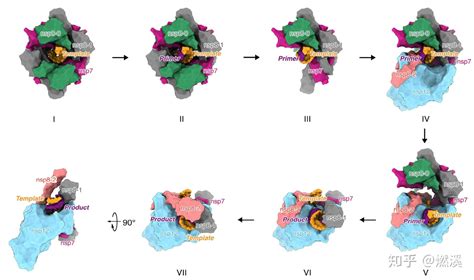 抗病毒药物靶点—病毒rna复制酶 知乎