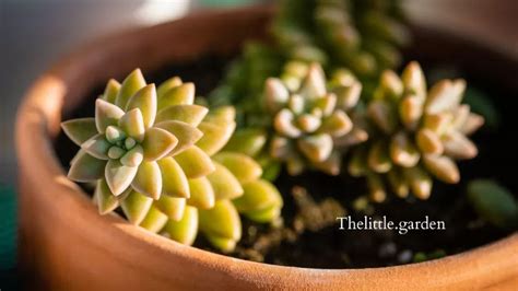Sedum Adolphii Propagation And Care A Complete Guide For Beginners The