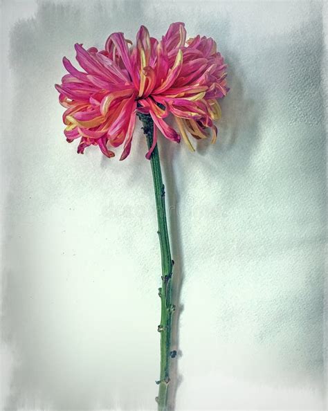 Isolated Pink Chrysanthemum Single Slower On White Background Stock