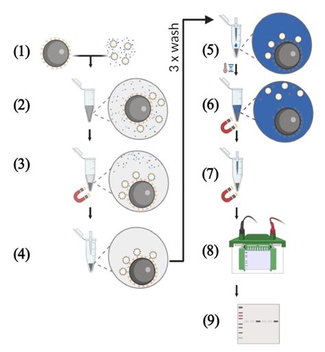 The Virus Like Particles Capture Assay A Method To Isolate Antigen Displaying Vlps From A