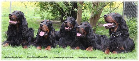 Gordon Setters Of The Purple Fallow Lkv Genk 2019 Judge Norman Deschuymere Cara