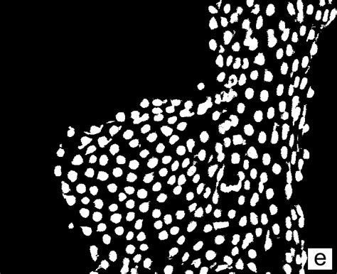 Fnb Image Segmentation Original Images A B Adaptive Thresholding Download Scientific