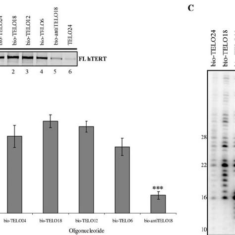 Binding And Utilization Of 5 Ј Biotinylated Dna Oligonucleotides