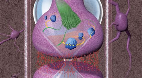 Functional Amyloids A… Stowers Institute For Medical Research