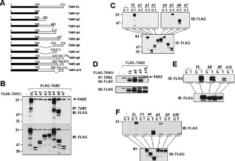 Figure 1 From Tak1 Dependent Signaling Requires Functional Interaction