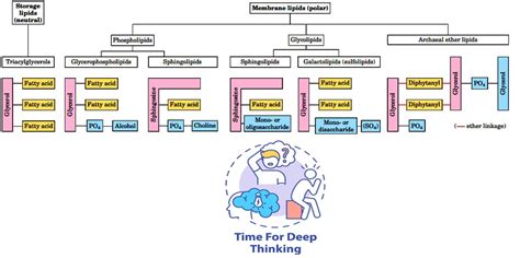 Mcq On Lipid Structures Classification And Functions Biotech Mcq