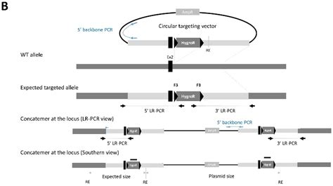 Increased On Target Rate And Risk Of Concatemerization After Crispr