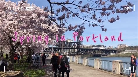 포틀랜드 일상 브이로그 포틀랜드 벚꽃 놀이 미국 빈티지 플리마켓 구경 Youtube