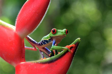 Ribbit In Rainforest By Mlorenzphotography