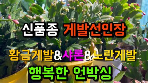 황금게발and샤론게발and노란게발 신품종 예쁜아이들 또 품었어요🫢 아침을 설레게하는 게발선인장 꽃들 구경하러 오세요 행복한 언박싱 리치쏘일 엄마와 딸 다육tv