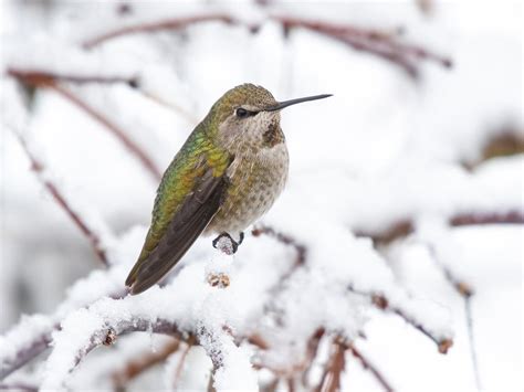 Do Birds Hibernate Surprising Answer Birdfact
