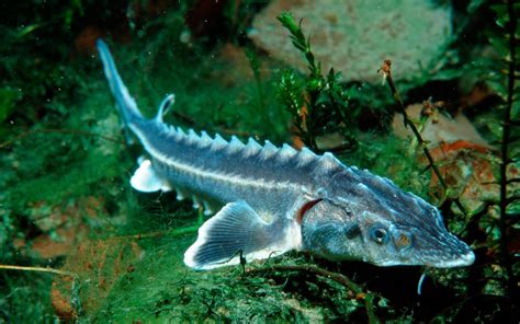 Retour De Lesturgeon Dans Le Danube Wwf France