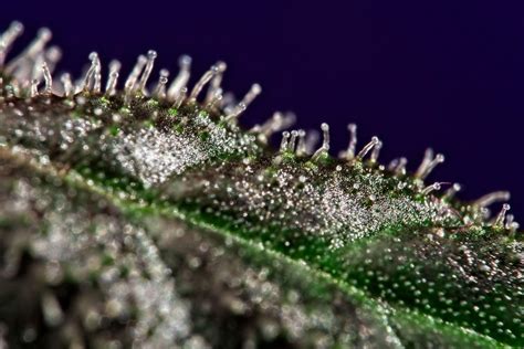 What Are Trichomes The Ultimate Definition News