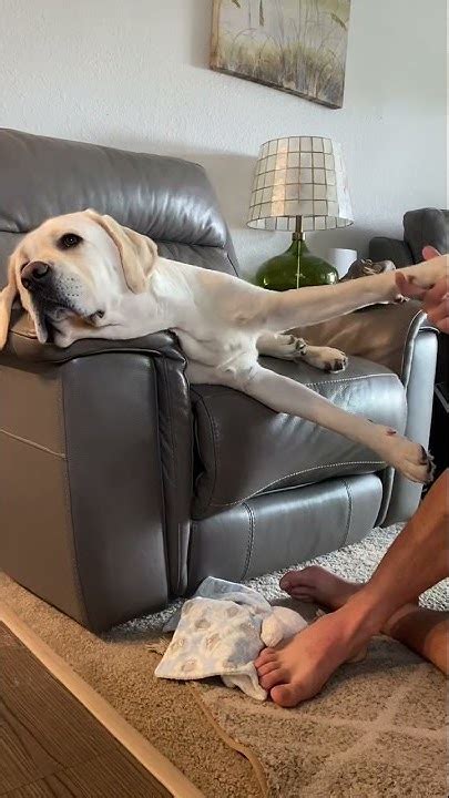 Silly Boy Simba 🐾💙 Youtube