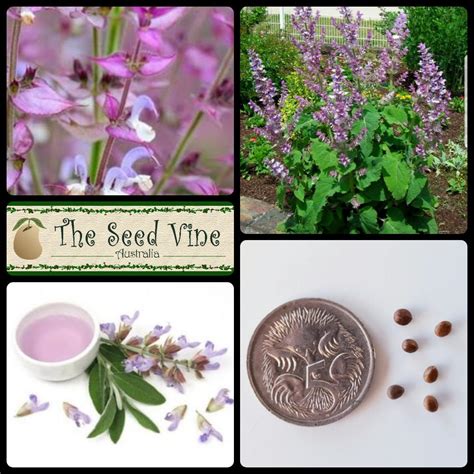 Salvia Sclarea Clary Sage The Seed Vine