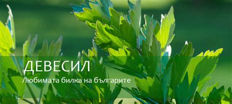 Любимата билка на българите девесил