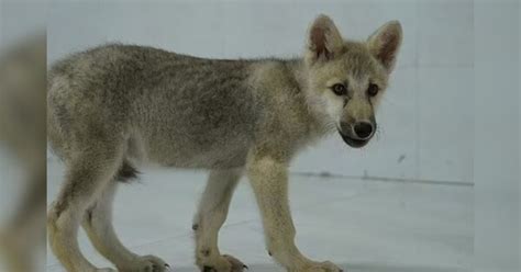 World S First Cloned Artic Wolf Is Born Embryo Implanted In The Womb Of