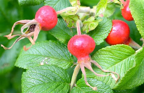 Rose Hip Wild Rose Red Bush Nature Free Image From
