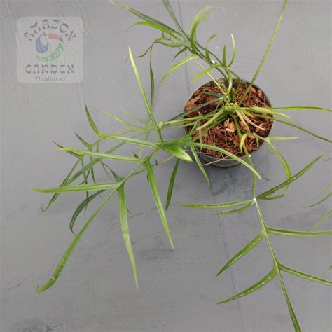 Philodendron Polypodioides Amazon Garden Thailand