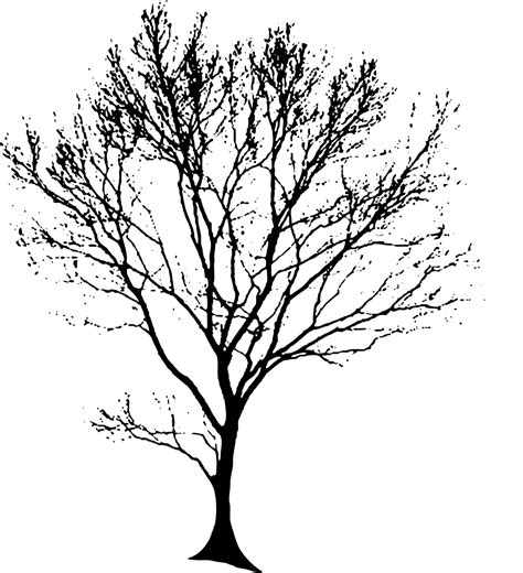 Drawing Tree Silhouette Clip Art Line Drawing Architecture Png Download 1166 1280 Free