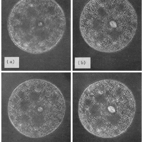 This Figure Shows An Egg From P Gouldii In 1 X 10 6 M Colcemid Download Scientific Diagram