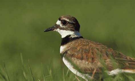 Killdeer Animal Corner