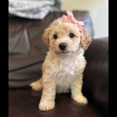 Adopt Ring Master Today Find Paw Pal