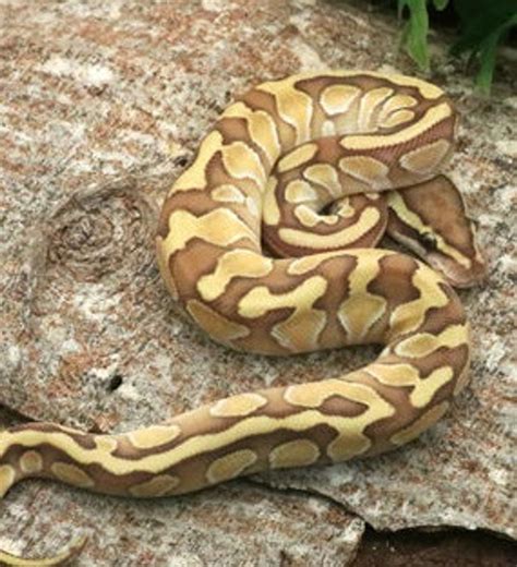 butter bee ball python adult