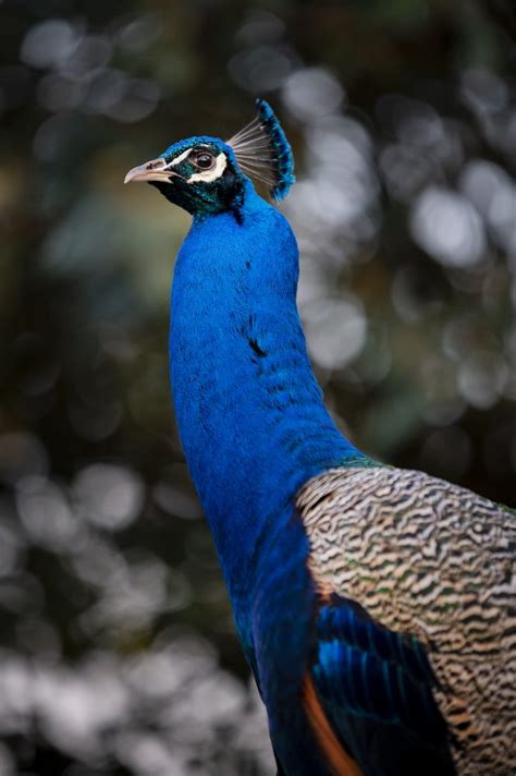 Angry Peacock Reportedly Attacks Car And Causes ‘bad Damage In Corsham