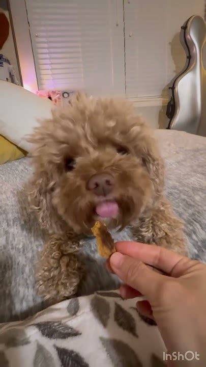 테디의 크리스마스 🎄크리스마스 평범한하루 코카푸 테디베어 테디 메리크리스마스 귀여운강아지 Youtube