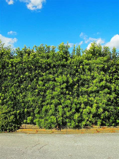 Podocarpus Hedge Growth Rate Speed Care And Landscape Impact