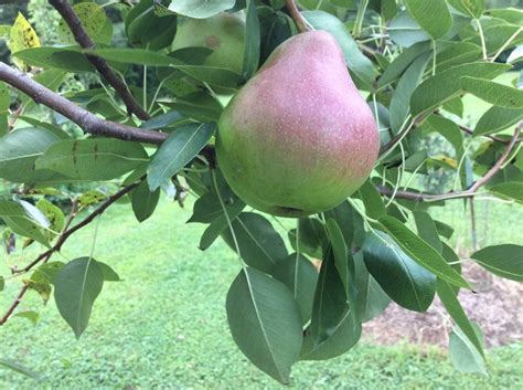 Please Identify My Pear Tree General Fruit Growing Growing Fruit