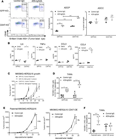 Cd47 Suppresses The Antitumor Activity Of Mouse Trastuzumab 4d5 A Download Scientific