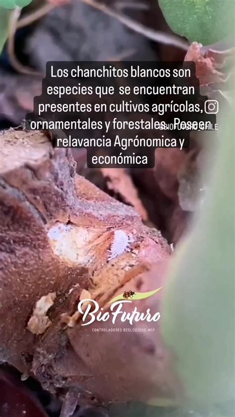 Existen Especies Como Pseudococcus Viburni Que Posee Estatus