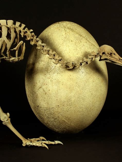 Elephant Bird Egg Vs Ostrich Egg