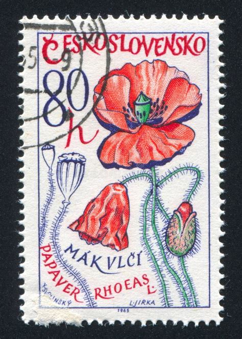 Corn Poppy Editorial Image Image Of Biodiversity Environment 295374725