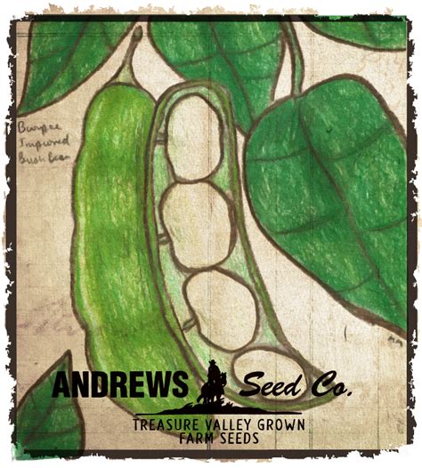 Burpee Improved Lima Andrews Seed Company