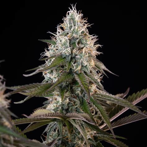 Royal Queen Seeds Orbital Banana F1 Hanfsamen Weedlings