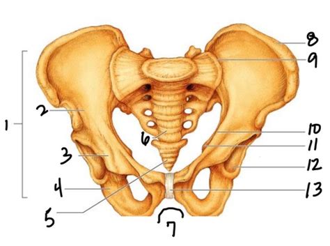 Lower Appendicular Labeling Flashcards Quizlet