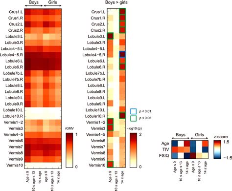 Figure 2 From Cerebellar Gray Matter Volume And Its Role In Executive Function And Attention