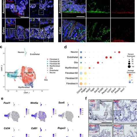 Establishment Of Colon Assembloids Modeling Colonic Crypt Formation A