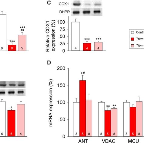 Replicative Segregation And The Threshold Effect Mitochondria And The