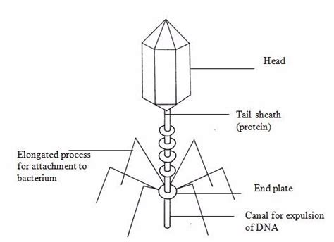 Shule Direct Directions Secondary Babe Teachers