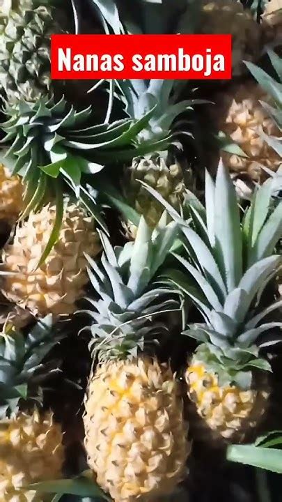 nanas samboja ( balikpapan) - YouTube