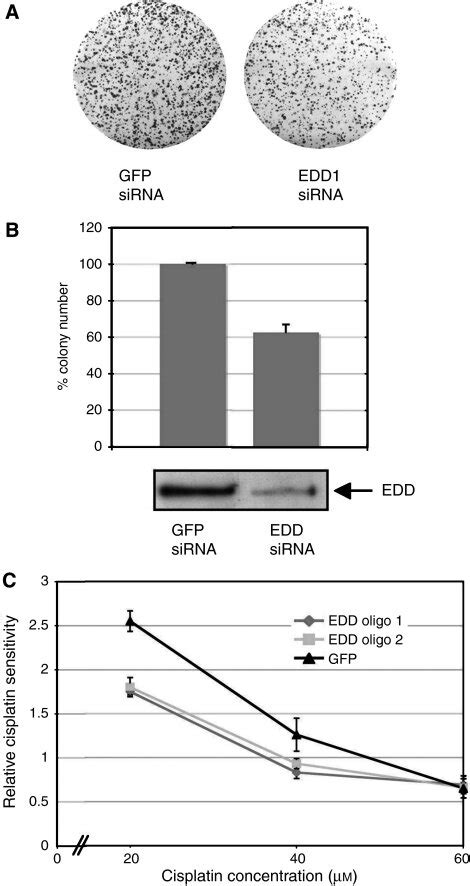 Knockdown Of Edd Expression Using Sirna Inhibits Growth Of Download Scientific Diagram