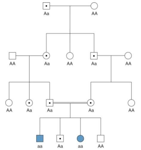 Lecture 61 Human Genetics Ii Autosomal And Sex Linked Inheritance