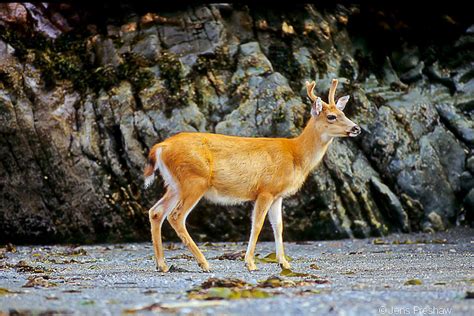 Sitka Black Tailed Deer Haida Gwaii Jens Preshaw Photography