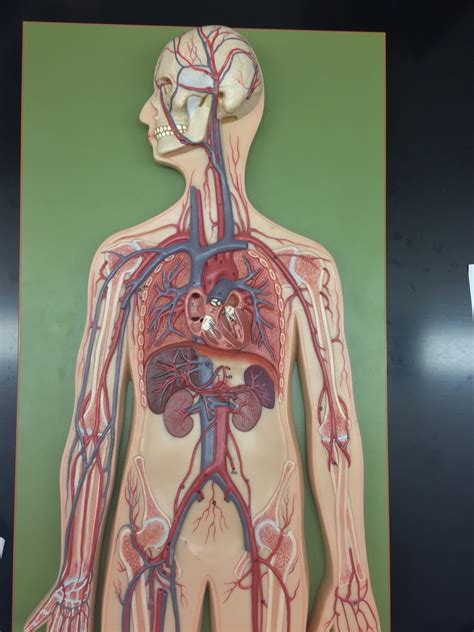 Arteries Upper Body Diagram Quizlet