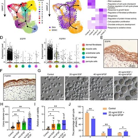 Analysis Of Single Cell Transcriptome Profiles Of Porcine Dorsal Skin