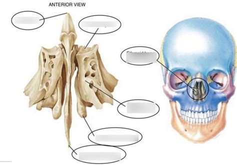 Ethmoid Bone Diagram Quizlet